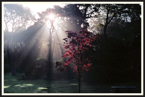 Pros & Cons of Kodak Gold 200 with 50+ Sample Photos