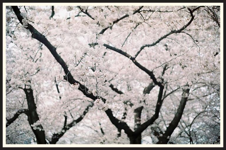 Pros & Cons of Kodak Gold 200 with 50+ Sample Photos