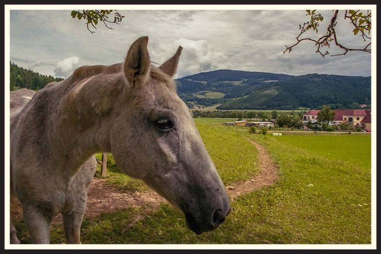 Pros & Cons of Kodak Gold 200 with 50+ Sample Photos