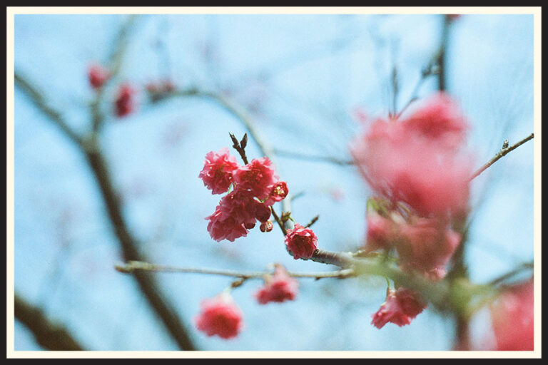 Pros & Cons of Kodak Gold 200 with 50+ Sample Photos