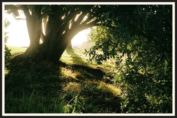 Pros & Cons of Kodak Gold 200 with 50+ Sample Photos